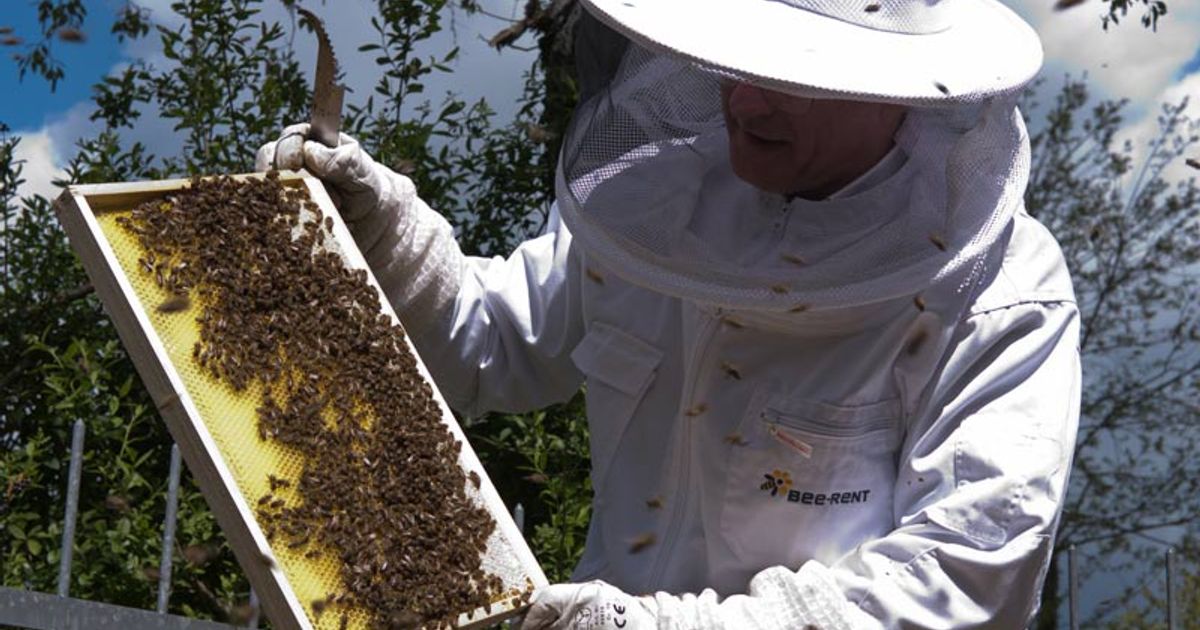 Bee-Rent: Alianza con las abejas